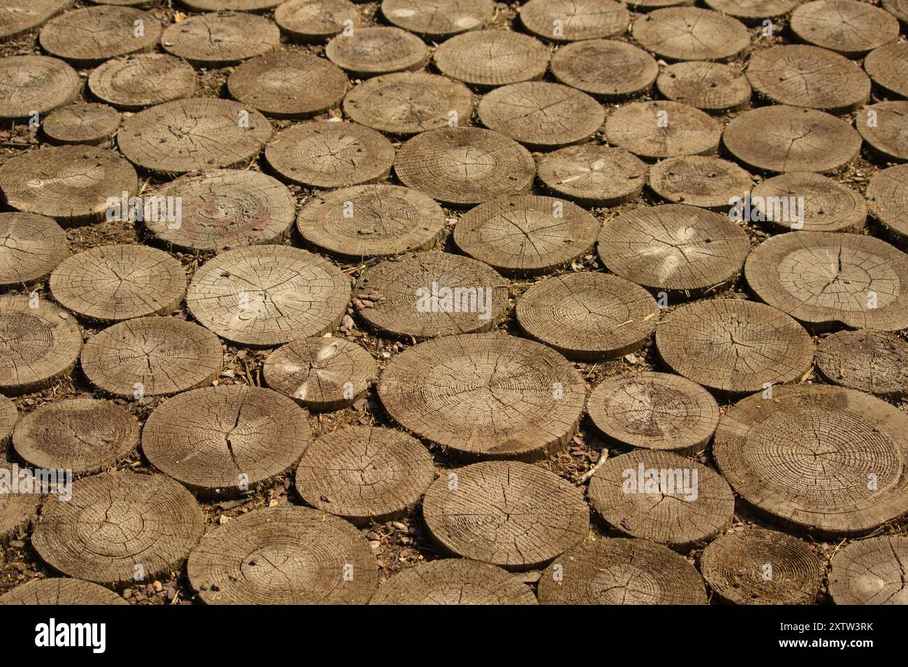 Abstract photo of a pile of natural wooden logs background top view ...