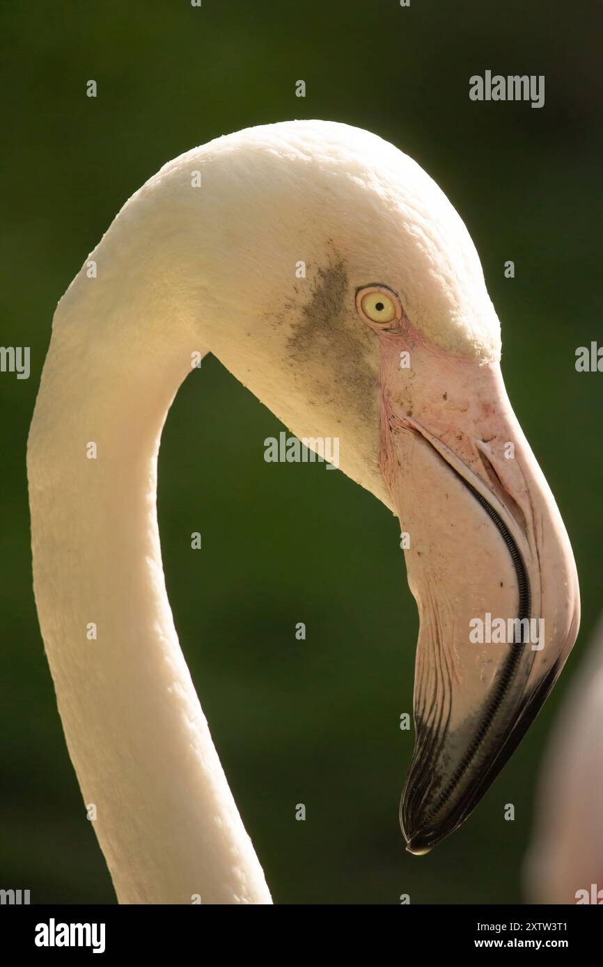 Bird hints hi-res stock photography and images - Alamy