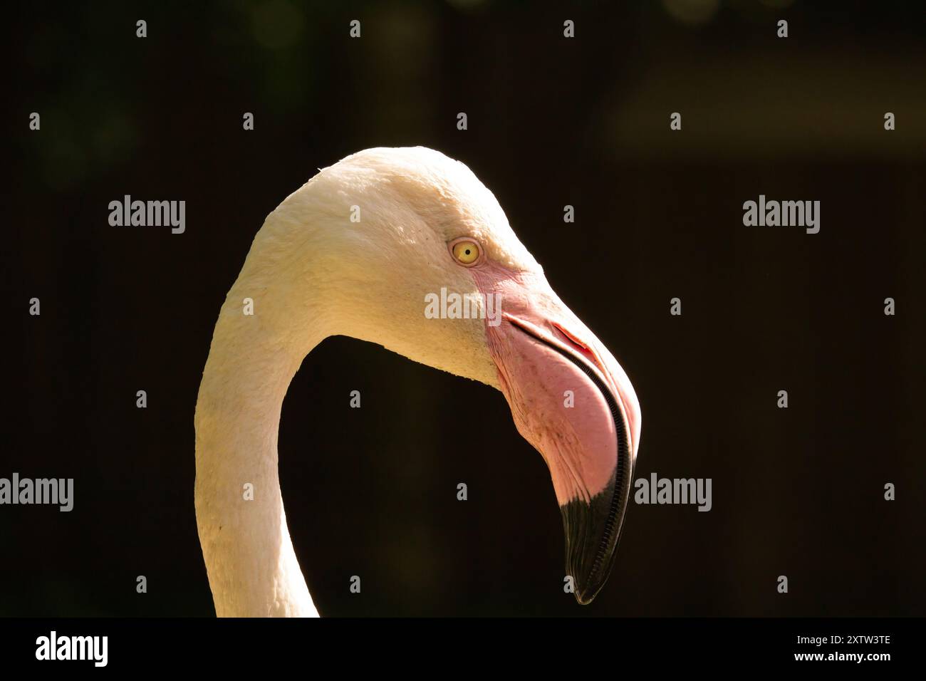 A detailed close up of a young american flamingo still showing hints of ...