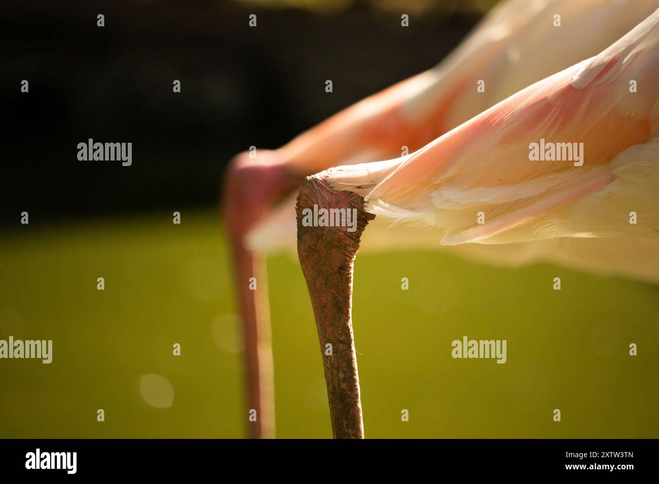 Legs of pink flamingos in the park Stock Photo - Alamy