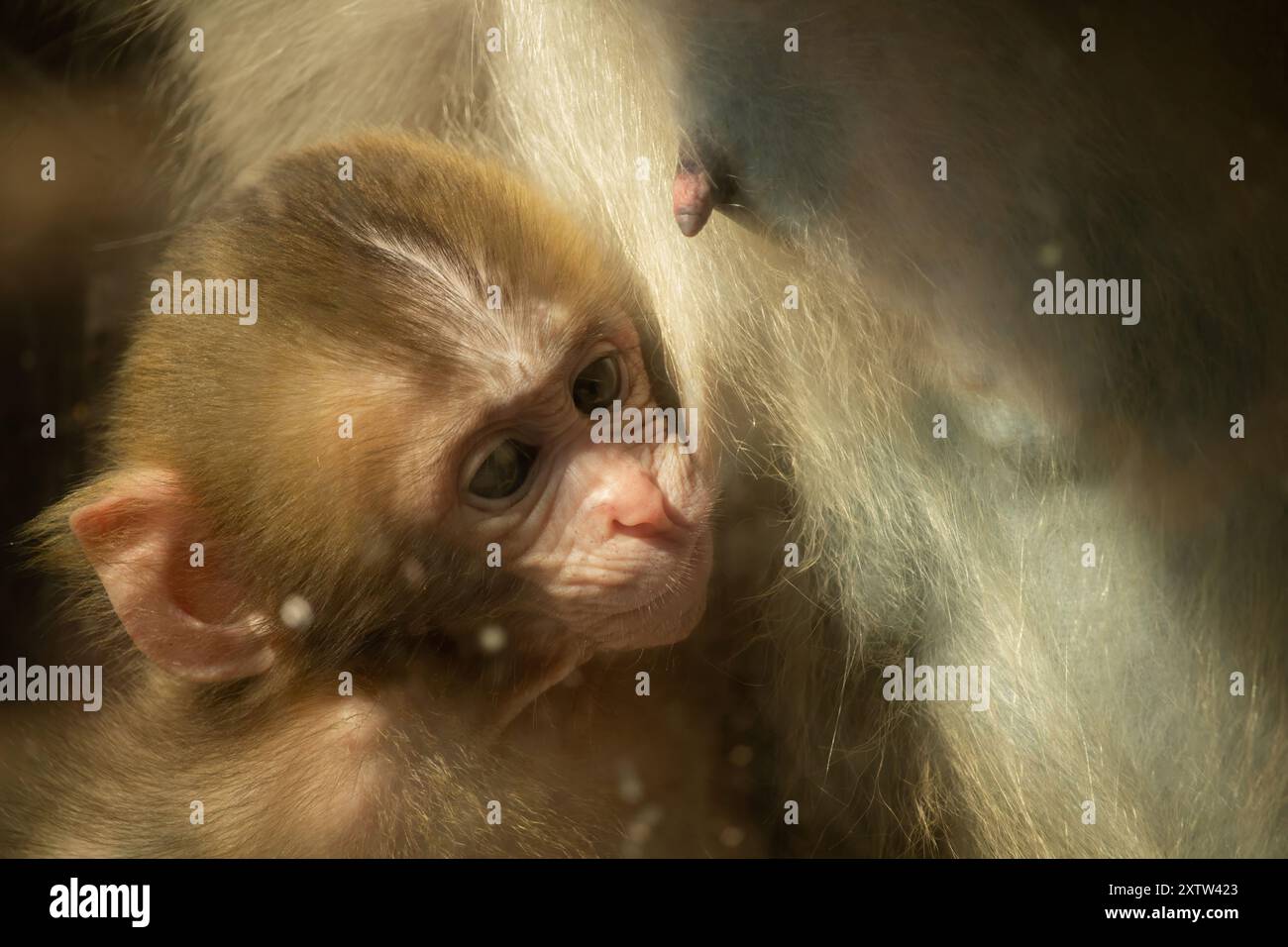 Mother and baby snow monkeys Japanese Macaques Stock Photo - Alamy