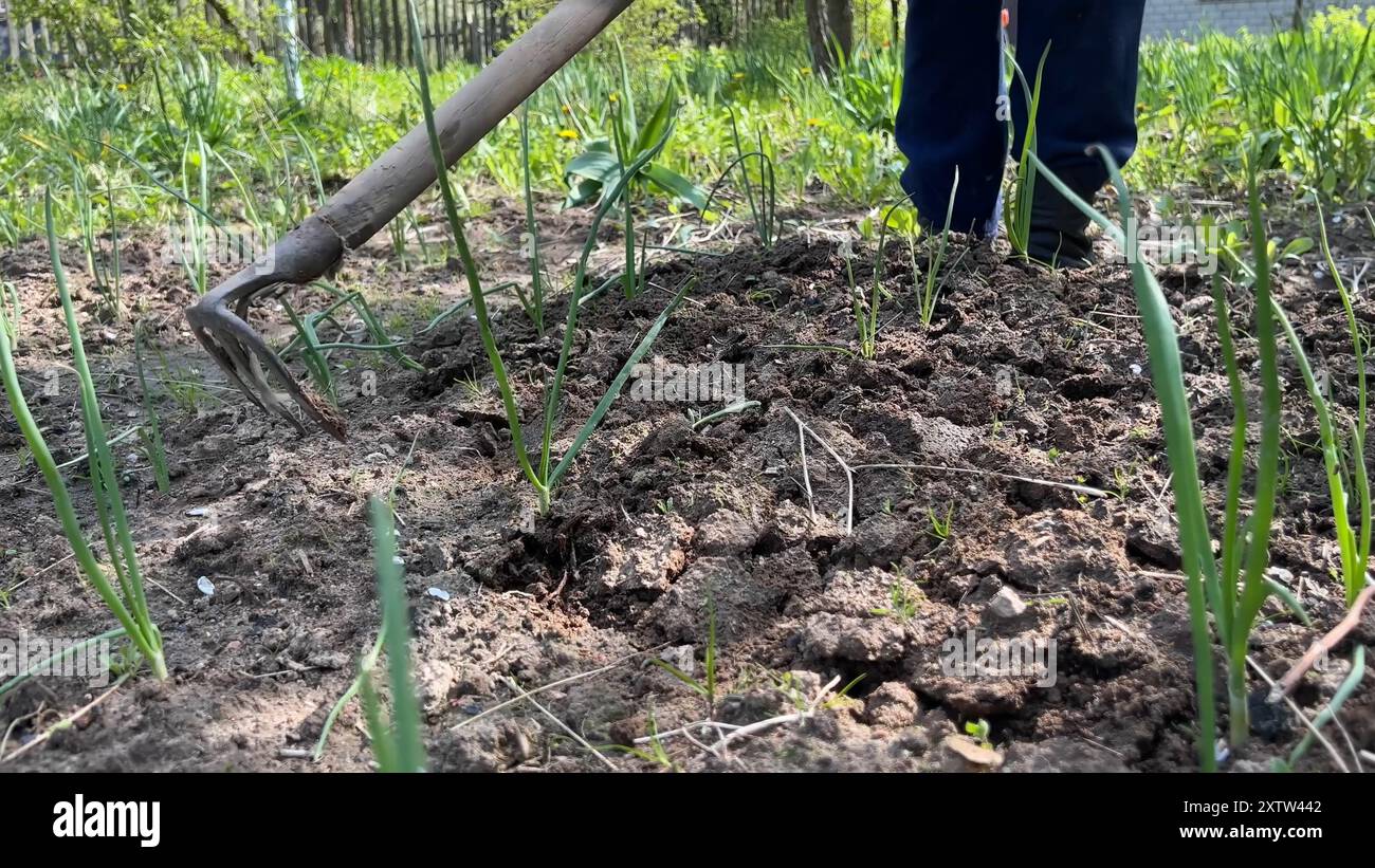 Old farmer woman weed onion hi-res stock photography and images - Alamy