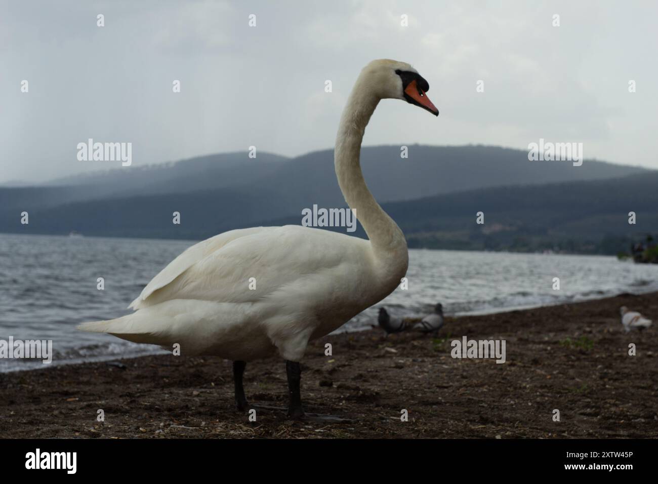 Majestic Swans in peaceful background, Lake Bracciano, Italy Stock ...
