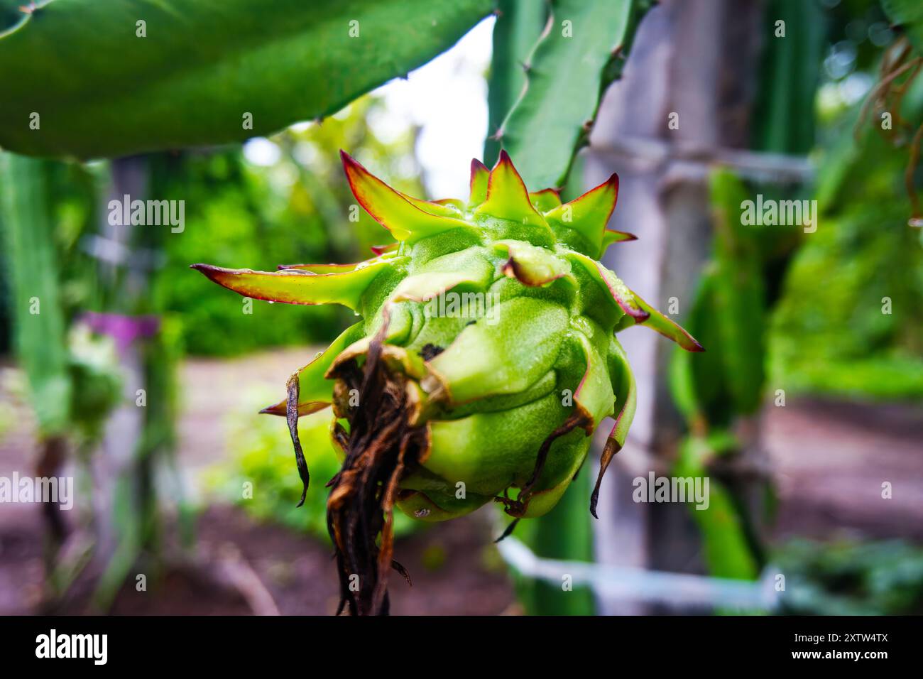 Cactus fruit benefits hi-res stock photography and images - Alamy