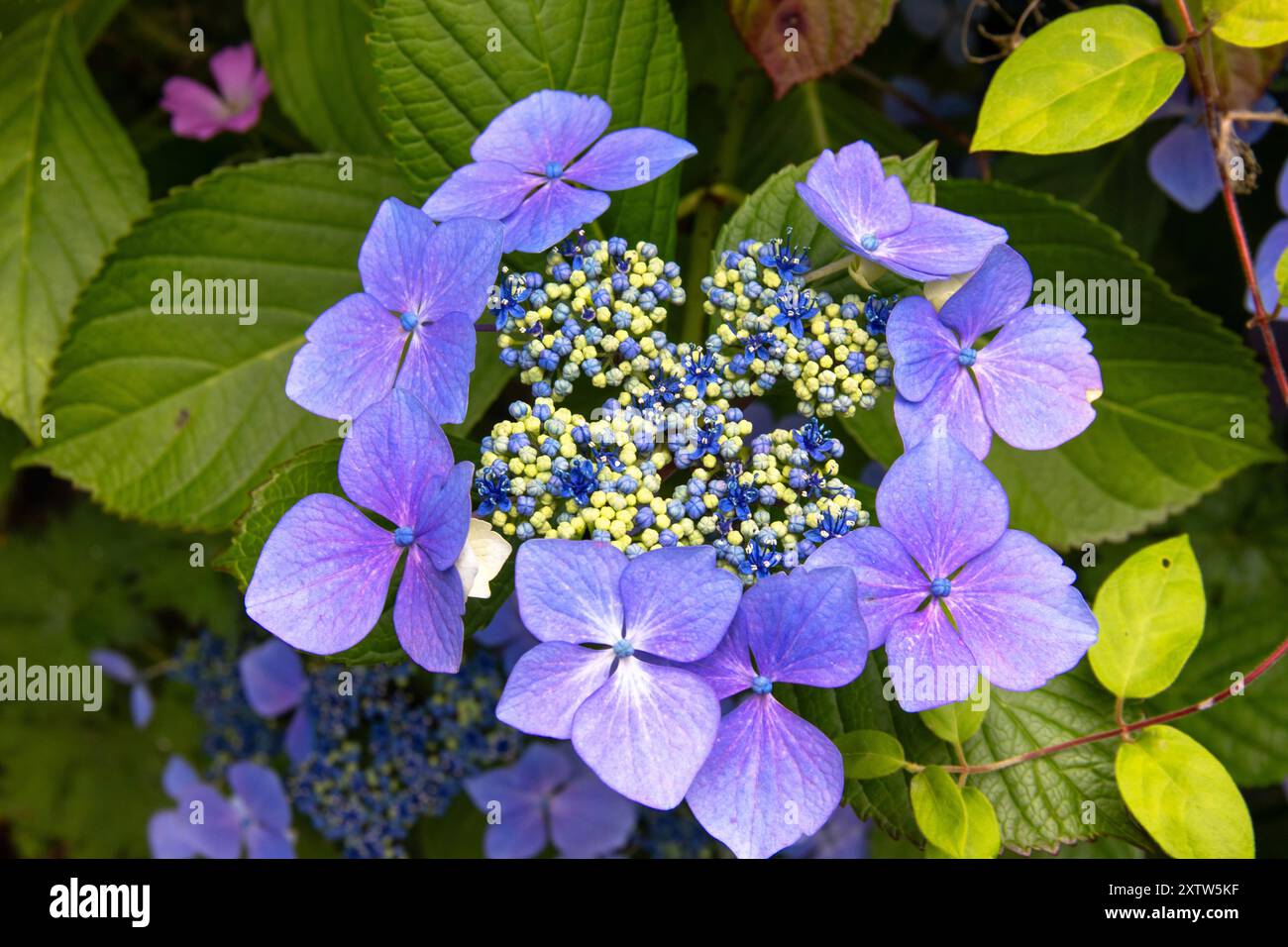 Close-up of Japanese hydrangea (Hydrangea serrata Stock Photo - Alamy