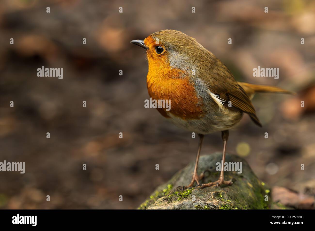 Robin (Erithacus rubecula) , UK Stock Photo - Alamy