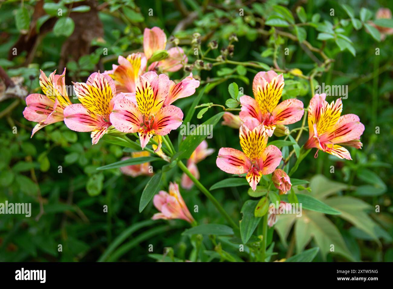 Inca lily hi-res stock photography and images - Alamy