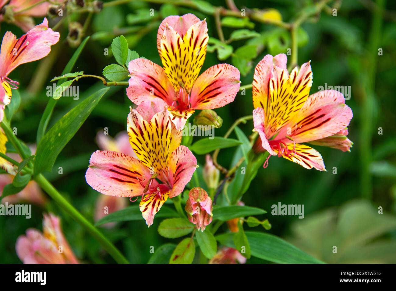 Inca lily hi-res stock photography and images - Alamy