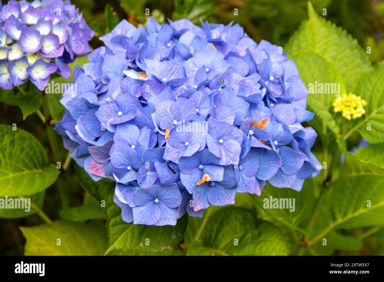 Close-up of blue hydrangeas in bloom Stock Photo - Alamy
