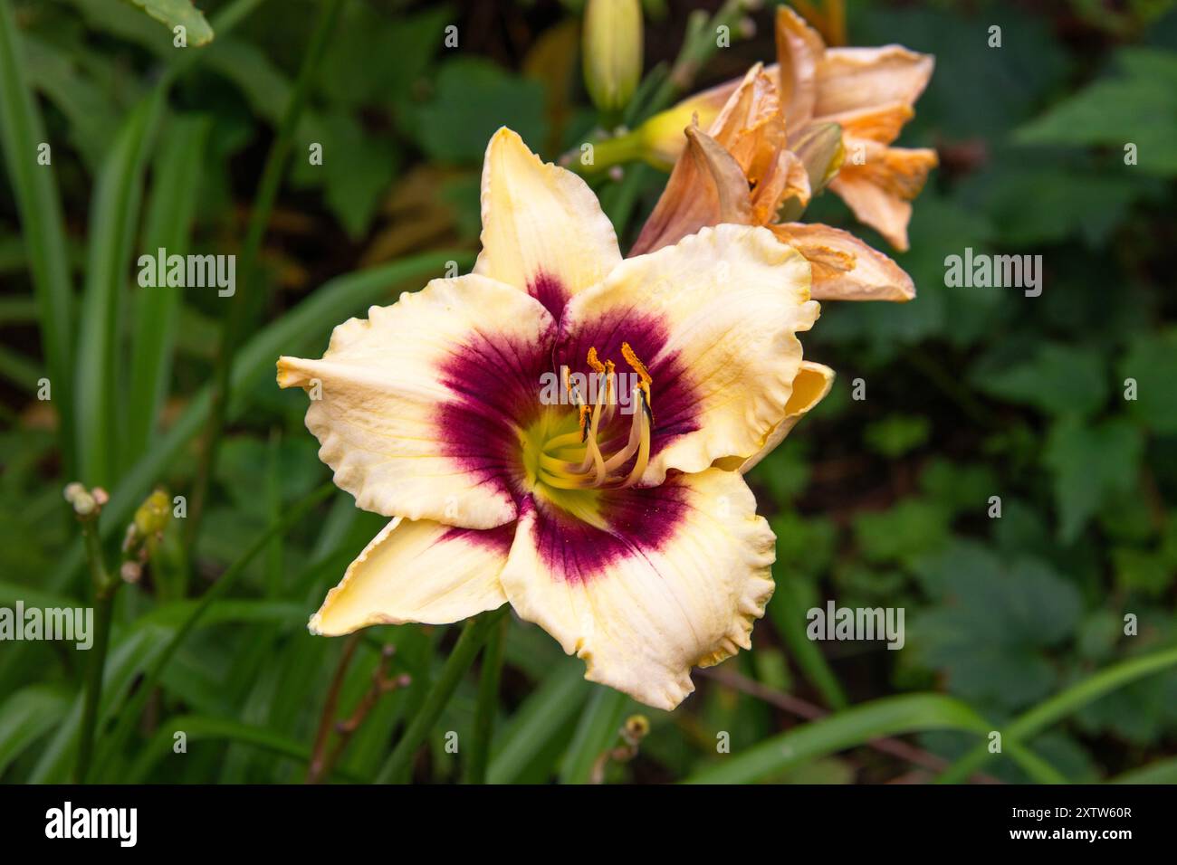 Single yellow daylily hi-res stock photography and images - Alamy
