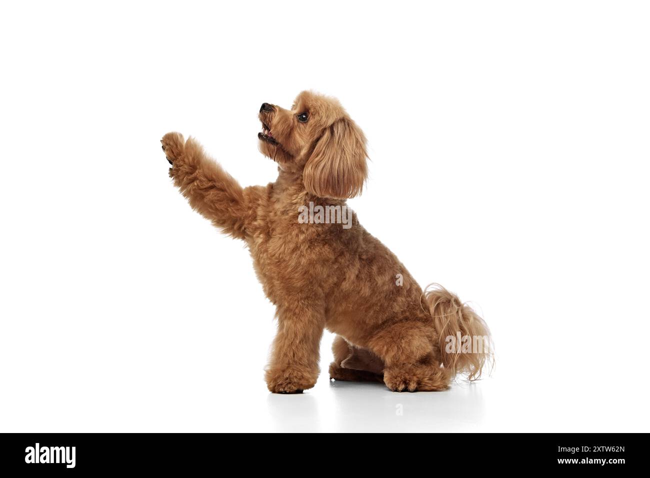 Smart, calm, beautiful dog, brown purebred Poodle calmly sitting and ...