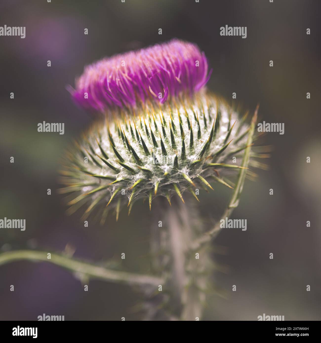 Scottish thistle growing in the flower in the borders of Hidcote ...