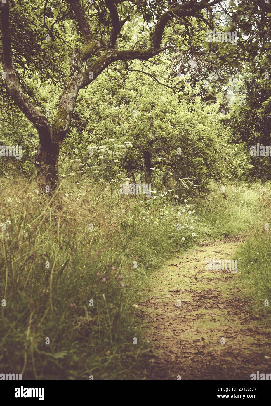 A mown path through an ancient apple orchard Stock Photo - Alamy