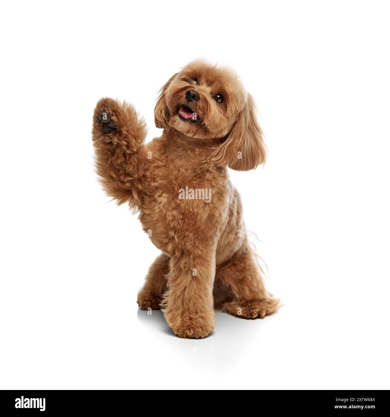 Happy, smiling, smart dog, purebred Toy Poodle sitting and giving paw ...