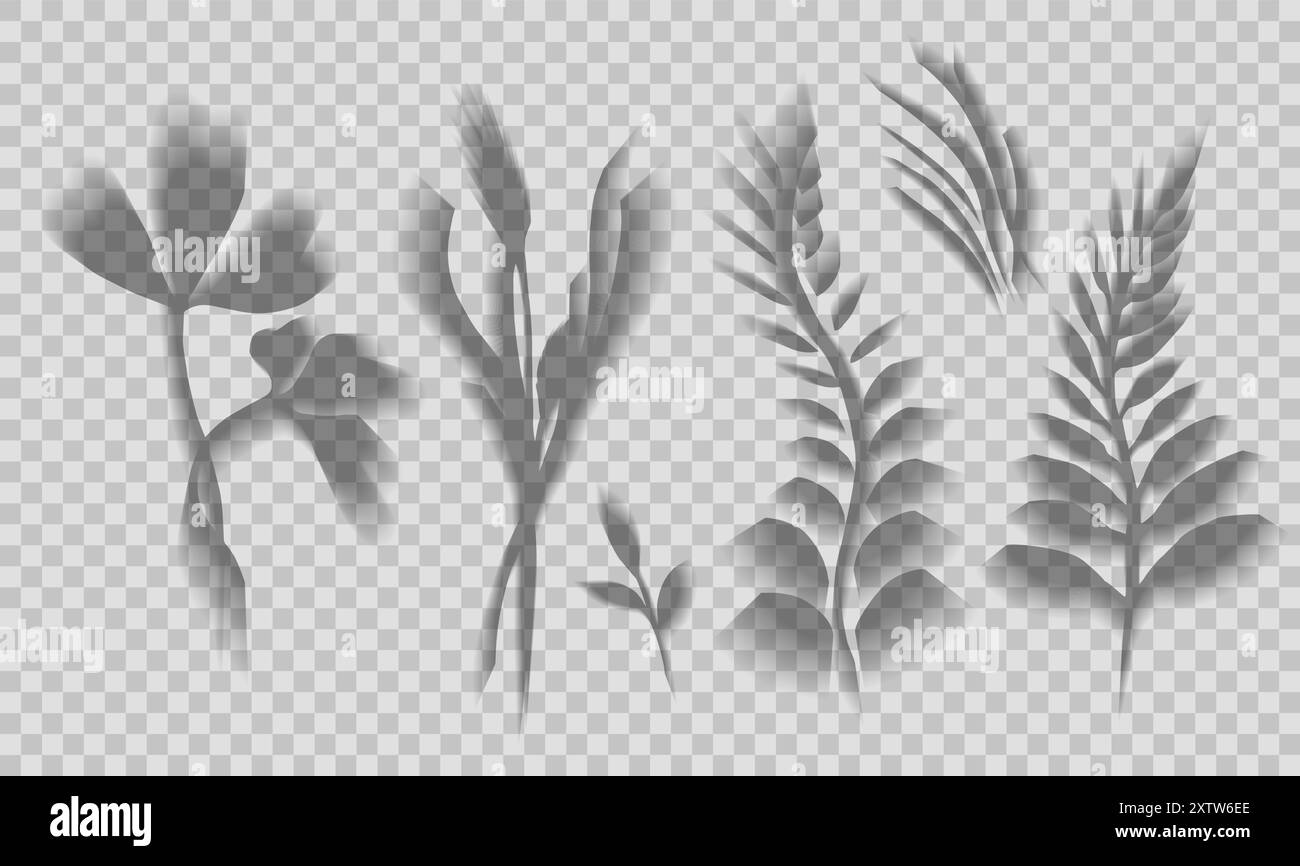 Vector set of transparent shadows of wild herbs, clovers and ferns ...