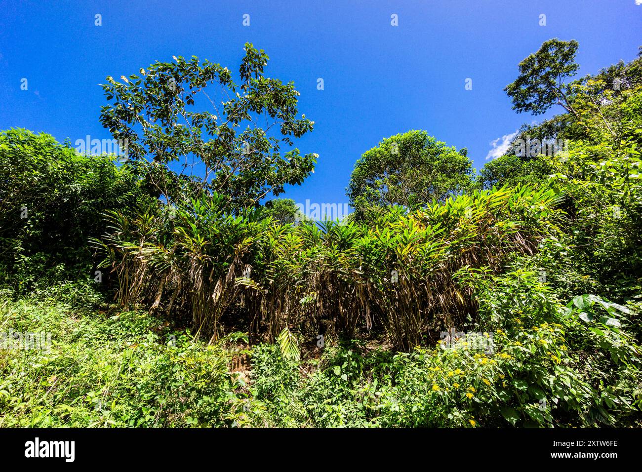 cardamom field, Saquixpec, sierra de Chama, zone Reyna, Quiche ...