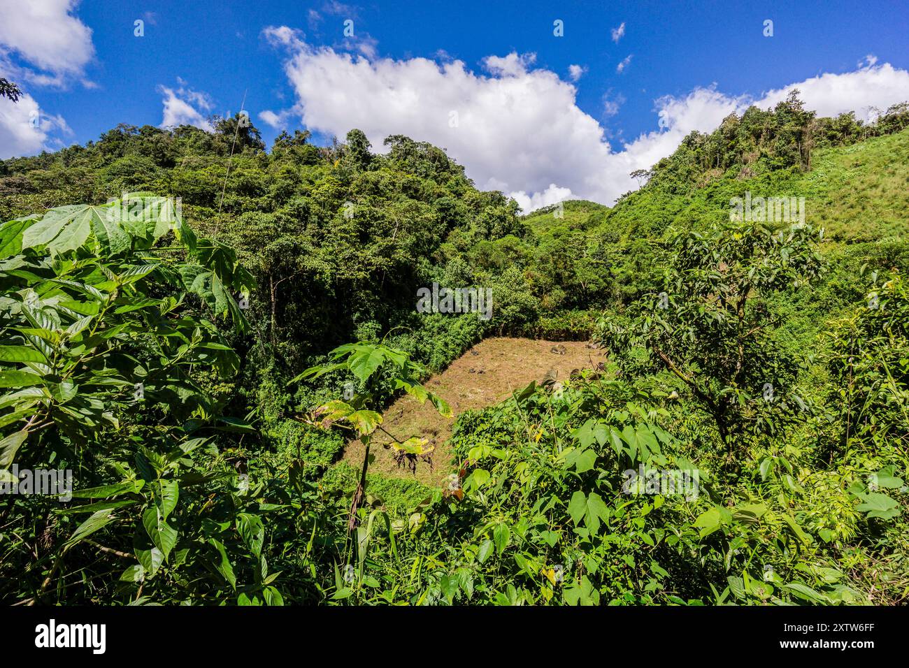 cardamom field, Saquixpec, sierra de Chama, zone Reyna, Quiche ...