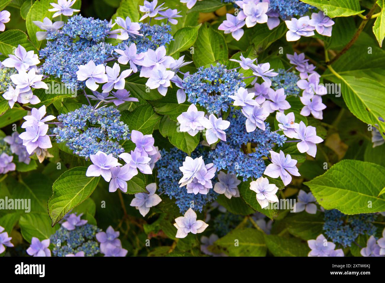 Close-up of Japanese hydrangea (Hydrangea serrata Stock Photo - Alamy