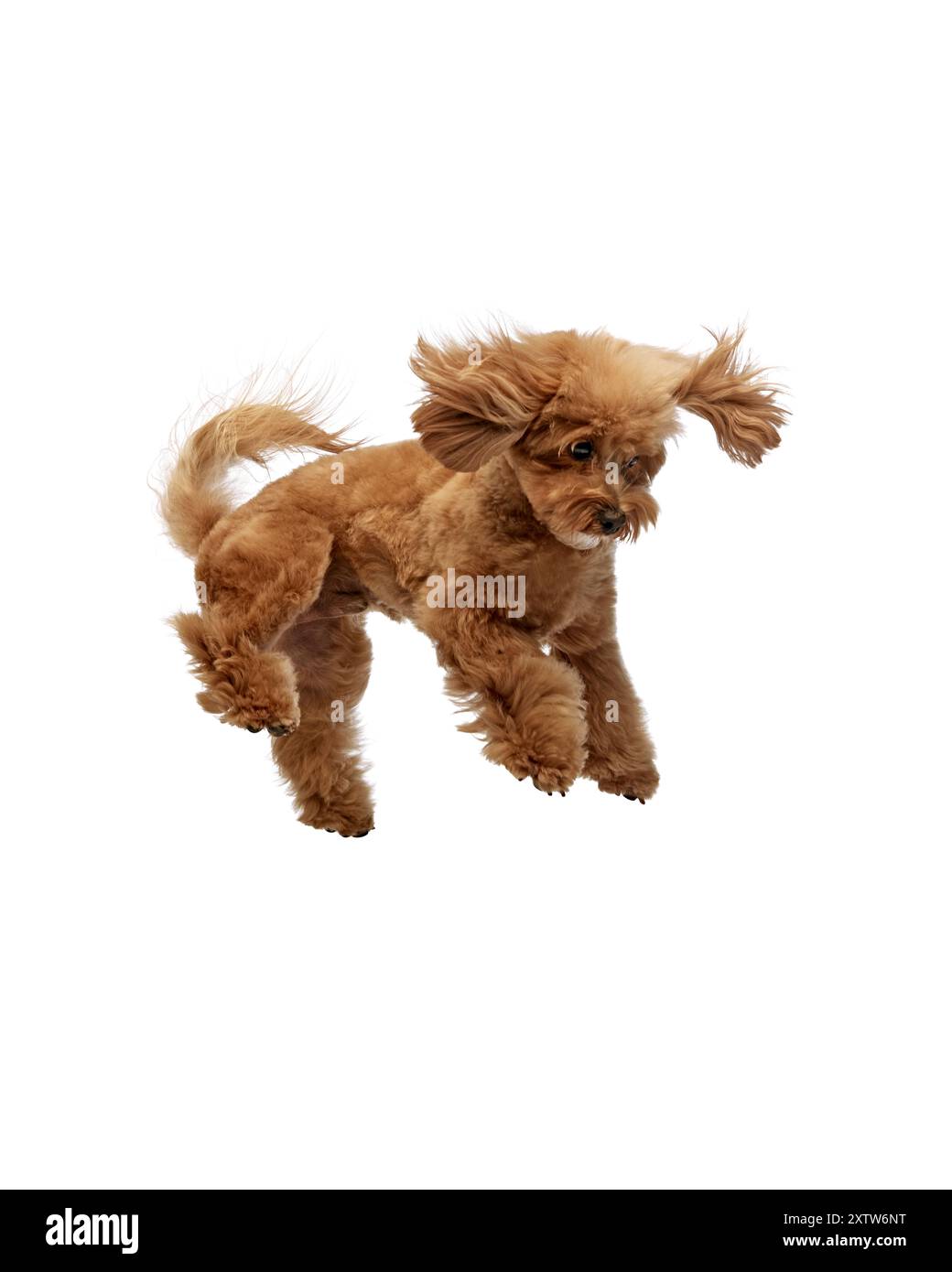 Funny image of adorable little dog, purebred Toy Poodle in motion ...