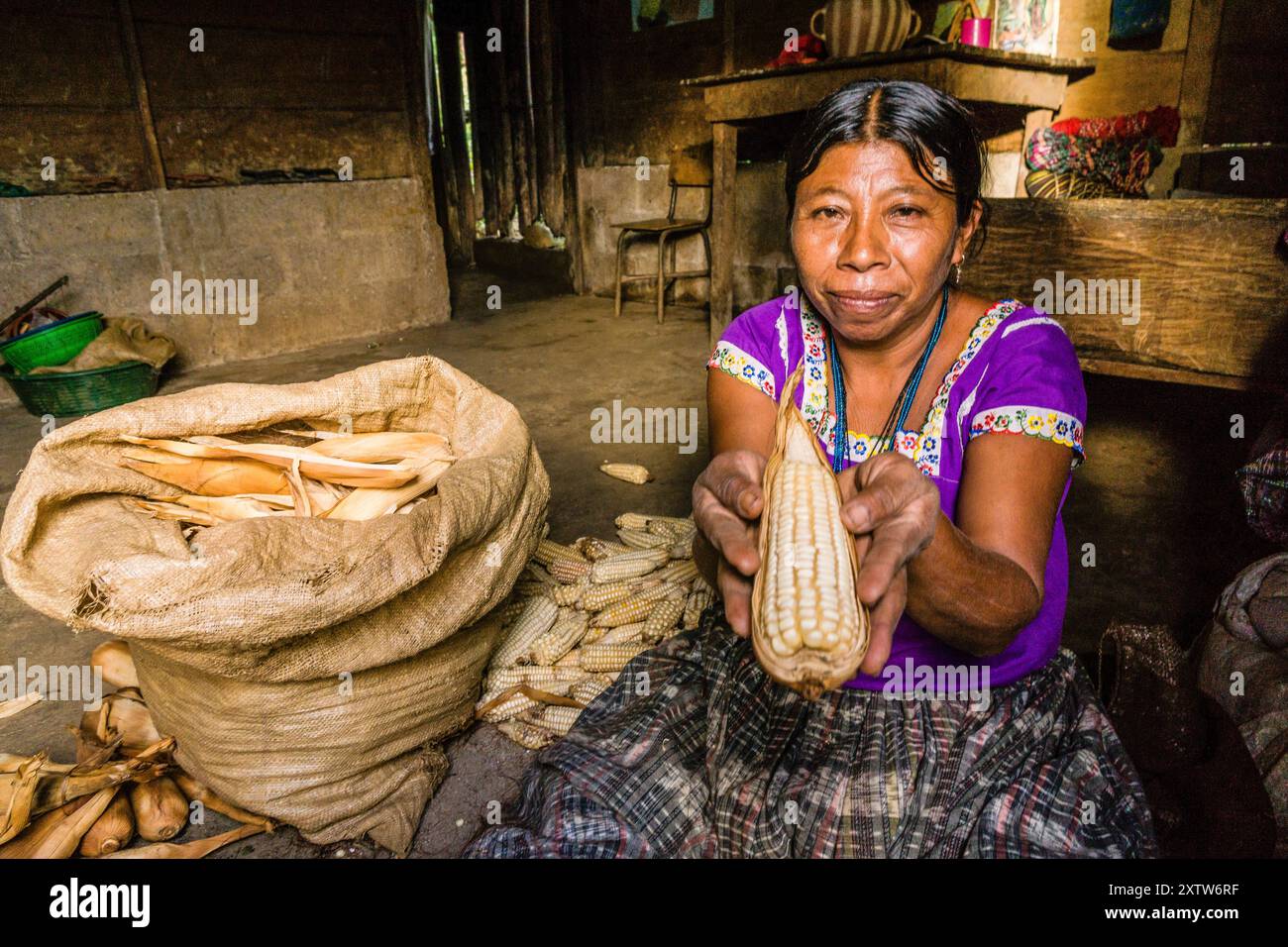 Quiché woman drying corn cobs , Sanuch village, Lancetillo, La ...