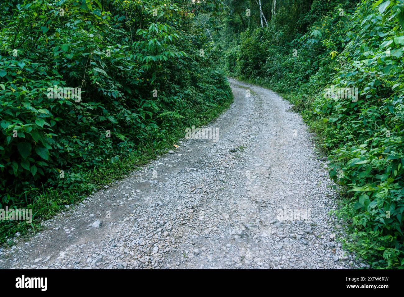 Road through tropical forest, Sanuch village, Lancetillo, La Parroquia ...