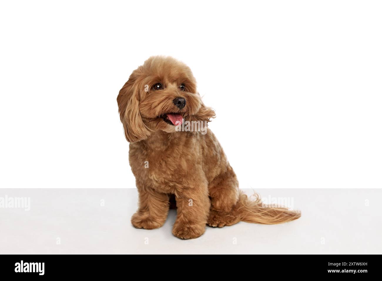 Adorable, fluffy, little dog, purebred Toy Poodle calmly sitting with ...
