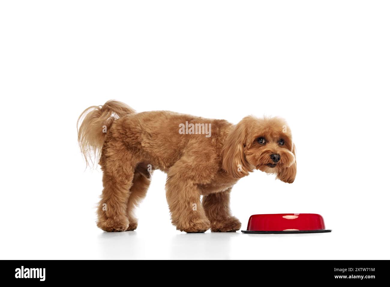 Healthy nutrition. Adorable dog. purebred Poodle eating food from bowl ...