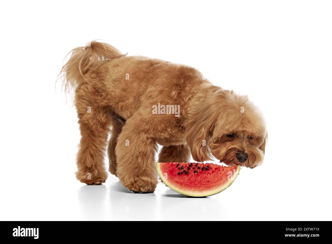 Organic vitamins. Adorable dog, purebred Poodle eating watermelon ...