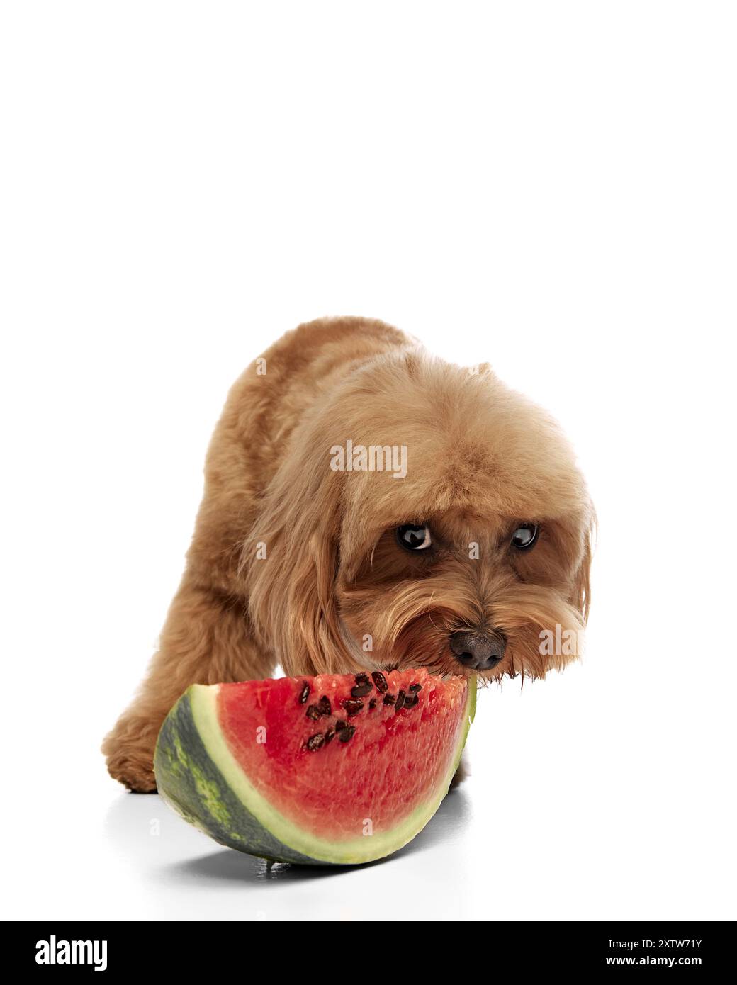 Organic vitamins. Adorable dog, purebred Poodle eating watermelon ...