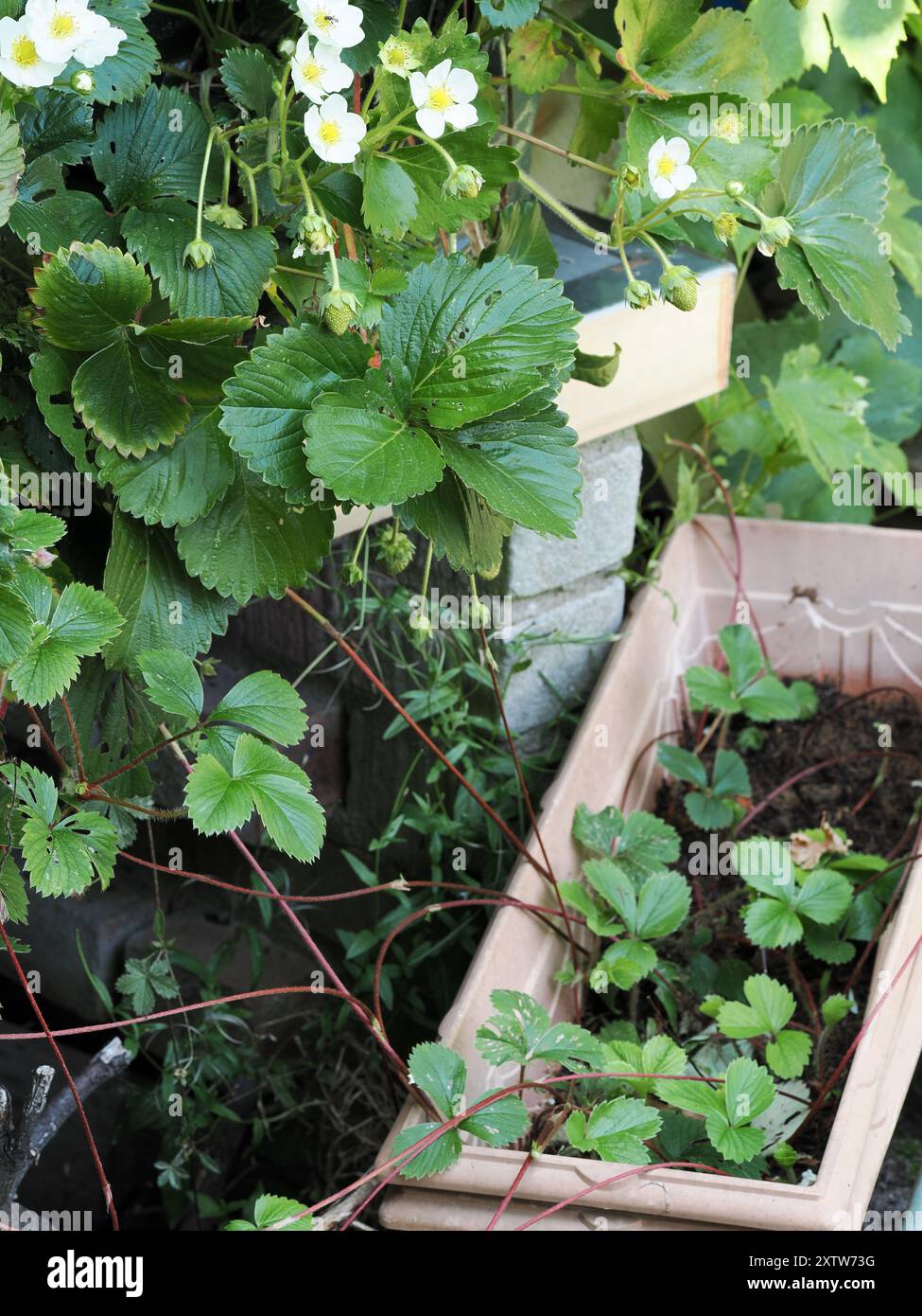 Strawberry plants showing the new growth runners producing baby plants ...