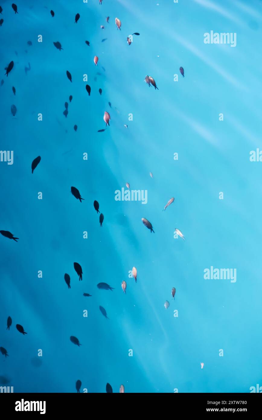 Fish scale azores hi-res stock photography and images - Alamy