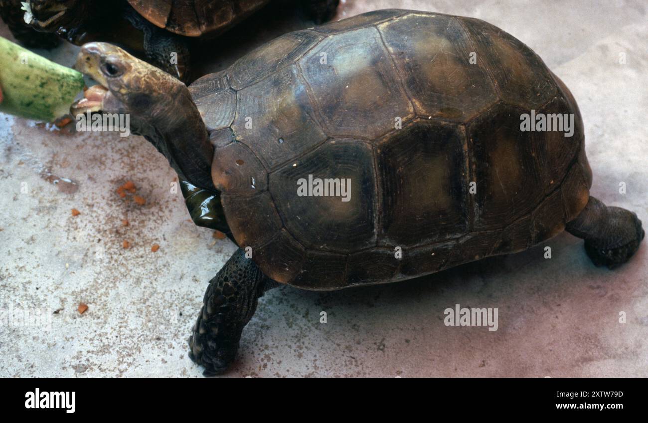 The Asian forest tortoise (Manouria emys), also known commonly as the ...