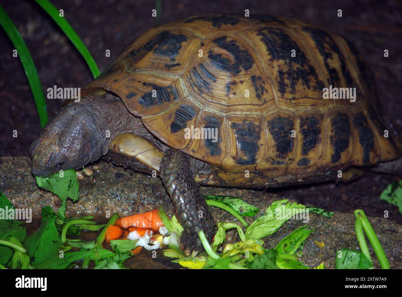 Elongated Tortoise, Yellow-headed tortoise (Indotestudo elongata Stock ...
