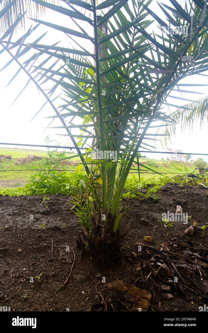 Young Palm Tree Sprouting in Lush Field Against Clear Sky Stock Photo ...