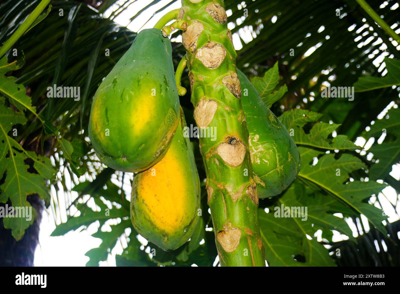 Ripening Papayas on Lush Palm Tree - Tropical Fruit Harvest Stock Photo ...