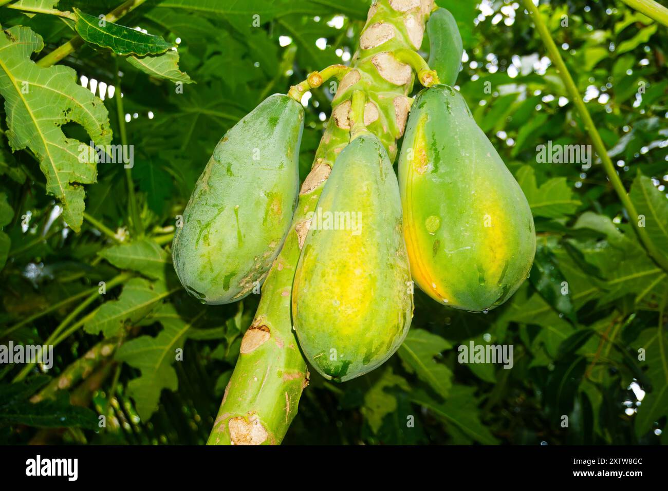 Ripe Papayas on a Thriving Palm Tree - Collection of Tropical Produce ...