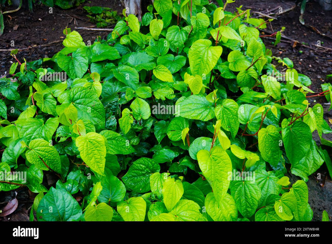 Thriving agricultural environment hi-res stock photography and images ...