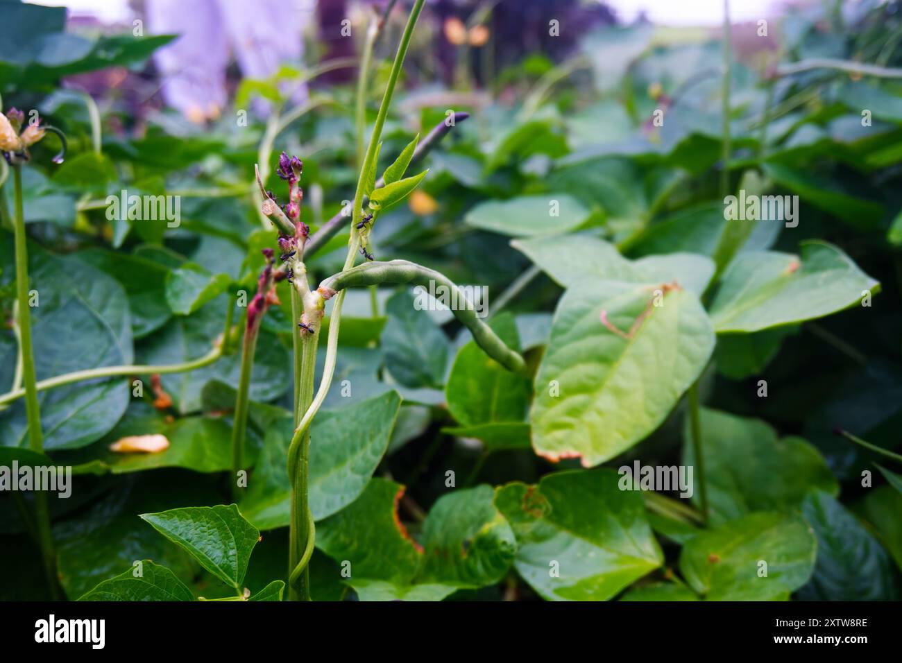 Flourishing vegetable garden hi-res stock photography and images - Alamy