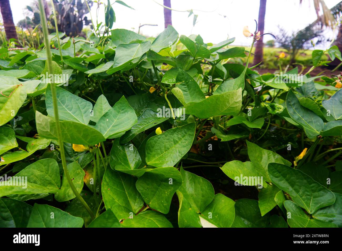 Lush legumes hi-res stock photography and images - Alamy