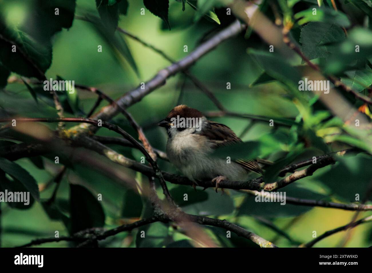 Eurasian tree sparrow (Passer montanus). The chestnut colored bird is ...