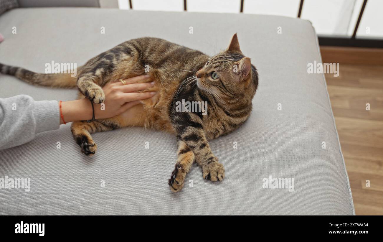 A hispanic woman petting her tabby cat in a cozy living room ...