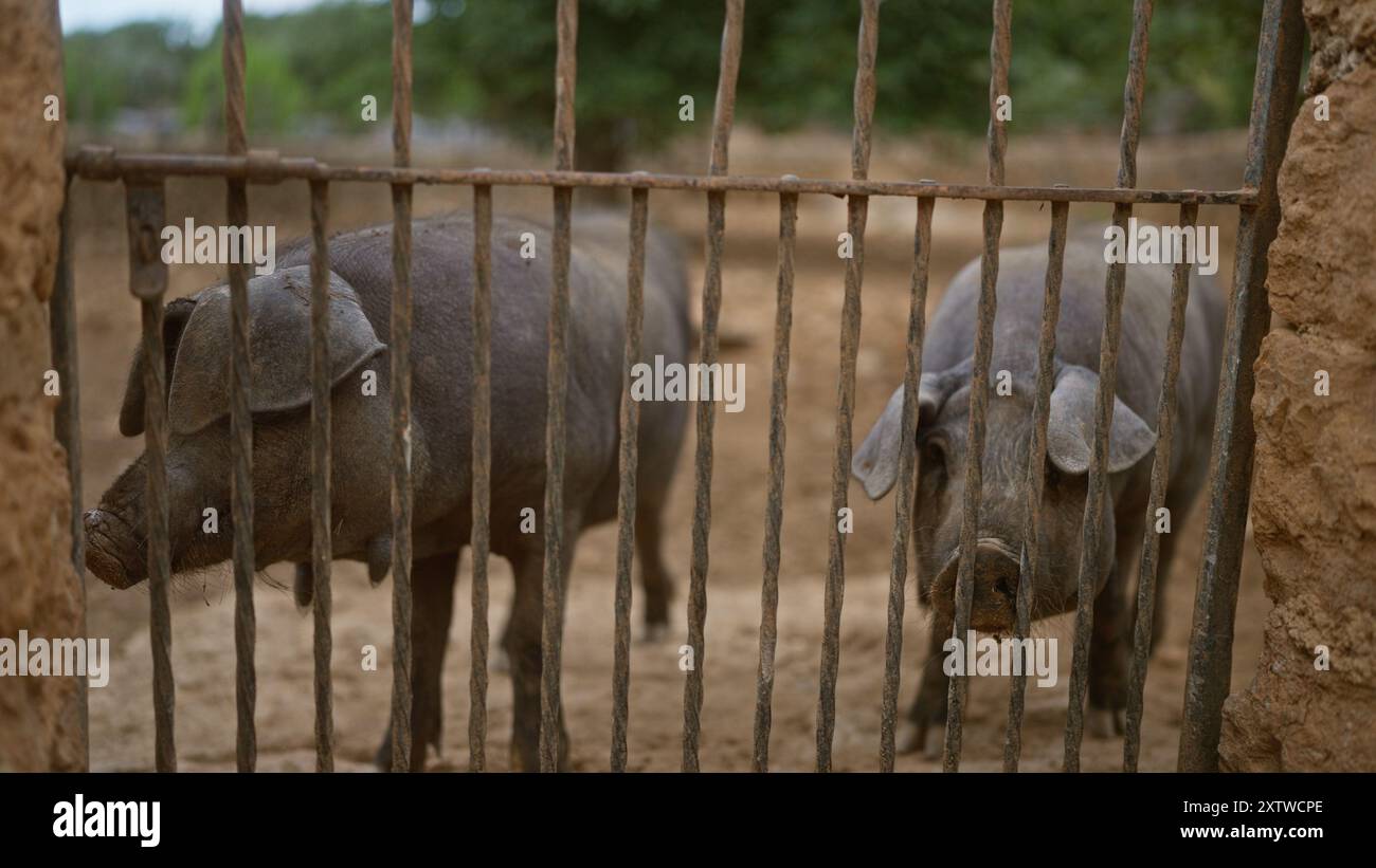 Pigs behind metal bars in an outdoor farm setting, showcasing the ...