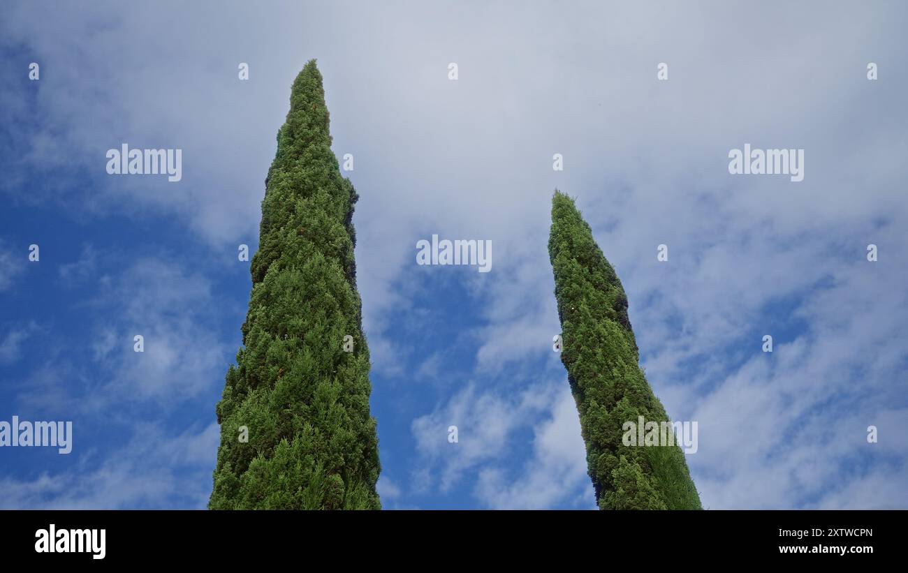 Two tall italian cypress trees cupressus sempervirens stand prominently ...