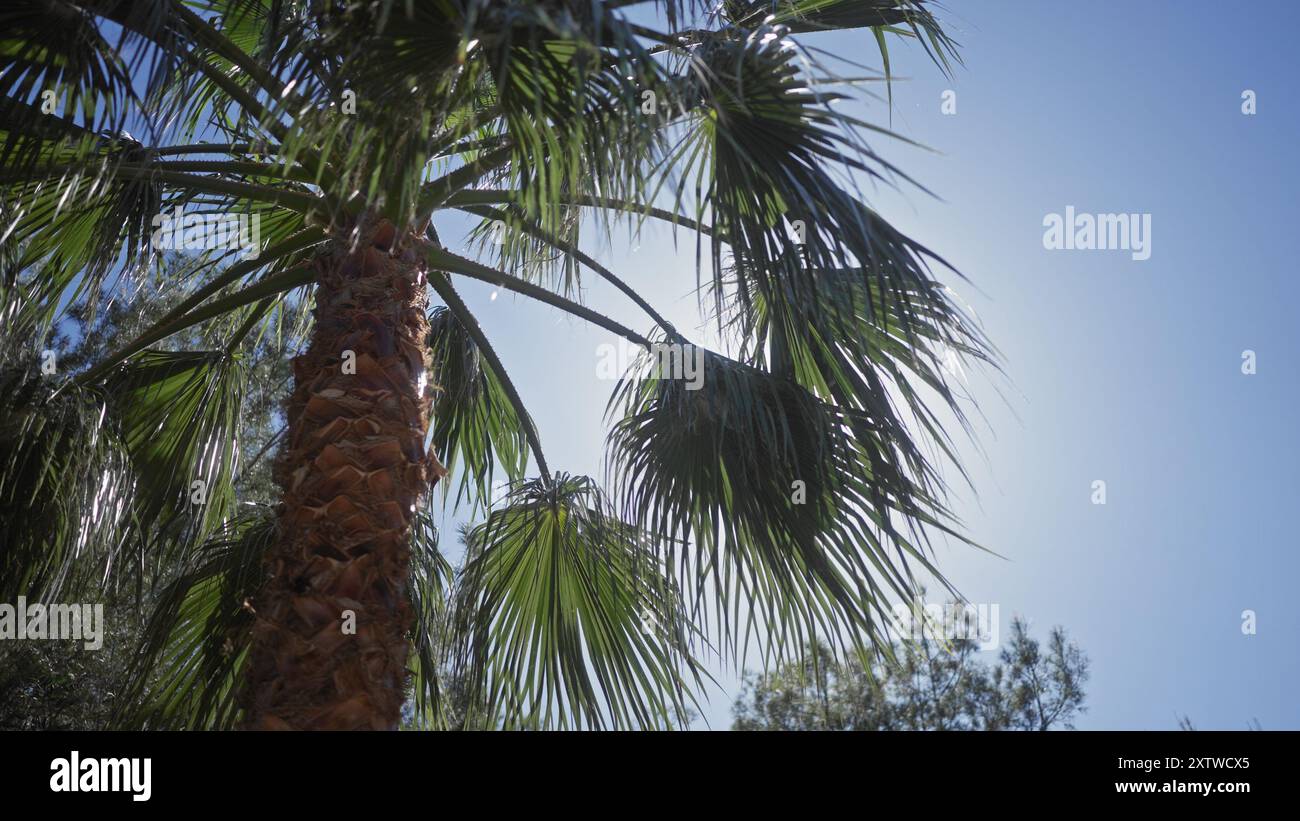 Upward view of a tall palm tree under a clear blue sky, showcasing ...