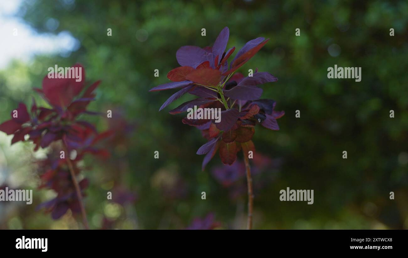 Close-up of a purple barberry bush berberis thunbergii var ...