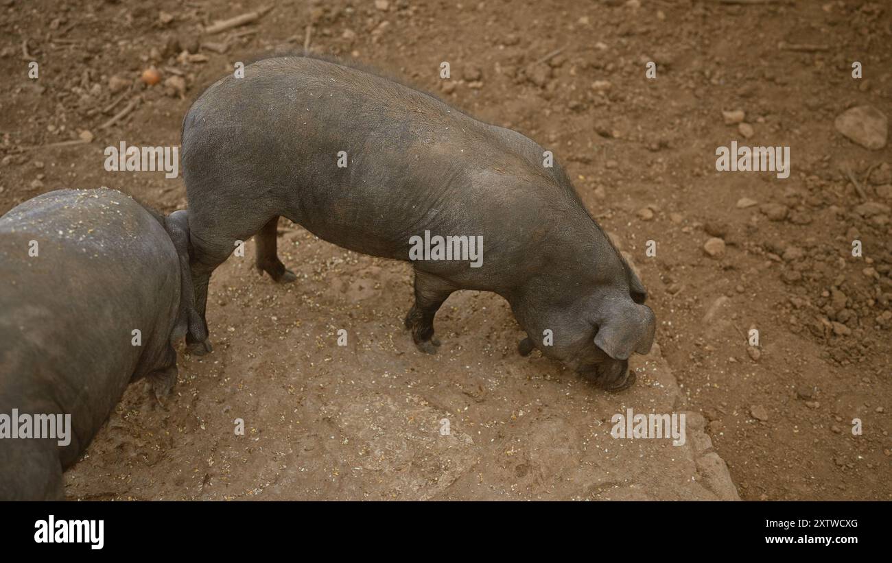 Two pigs foraging in a muddy pen outdoors captured in a natural farming ...