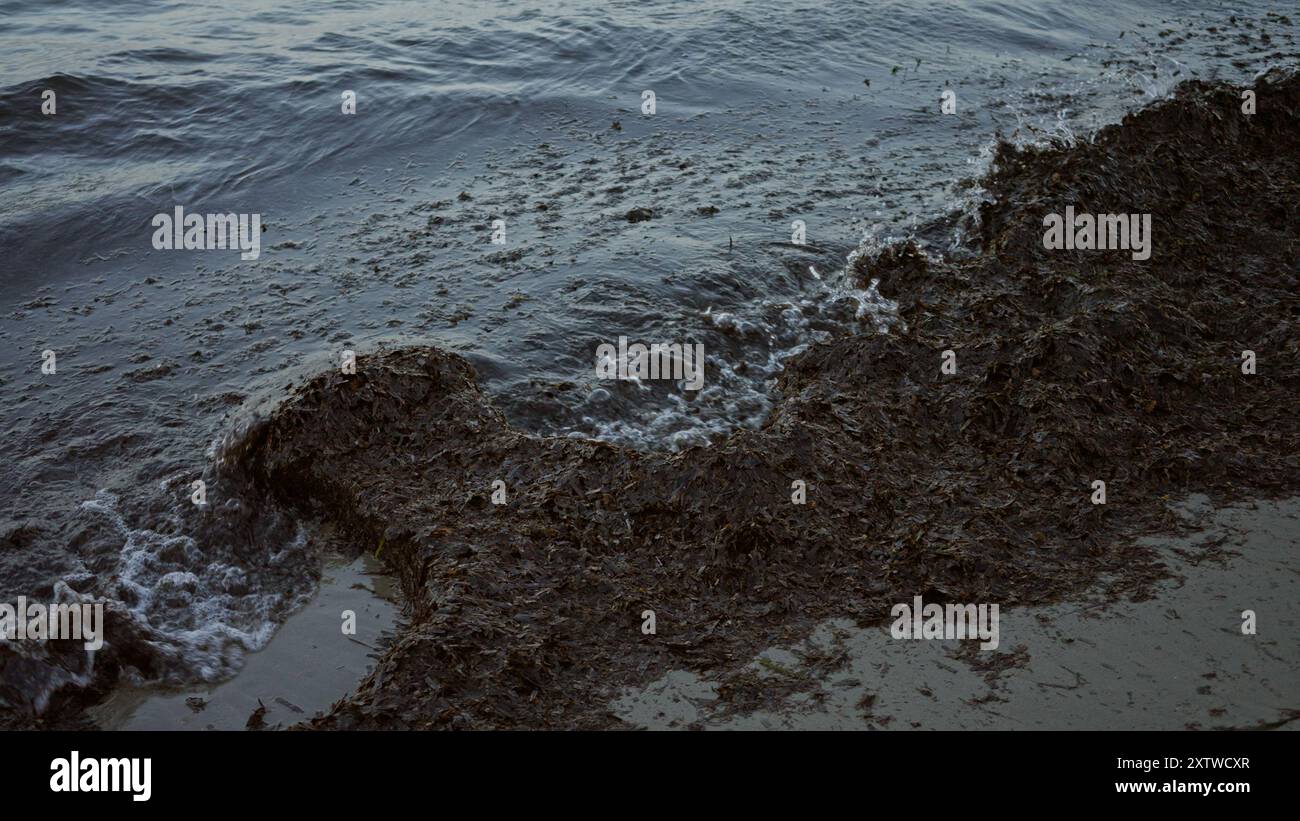 Coastal shore covered in seaweed with waves gently crashing on the ...