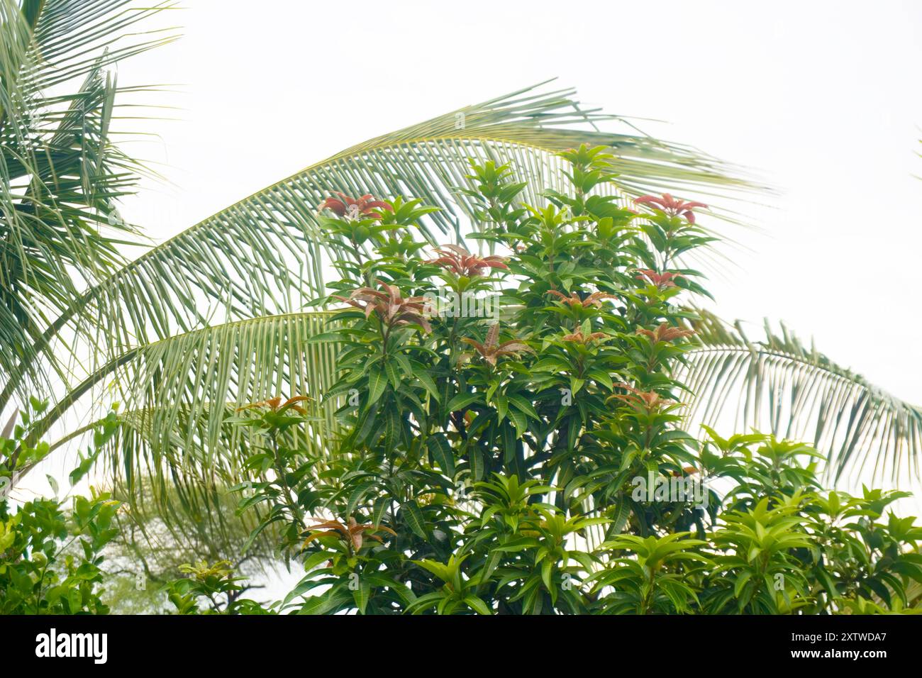 Lush appearance hi-res stock photography and images - Alamy