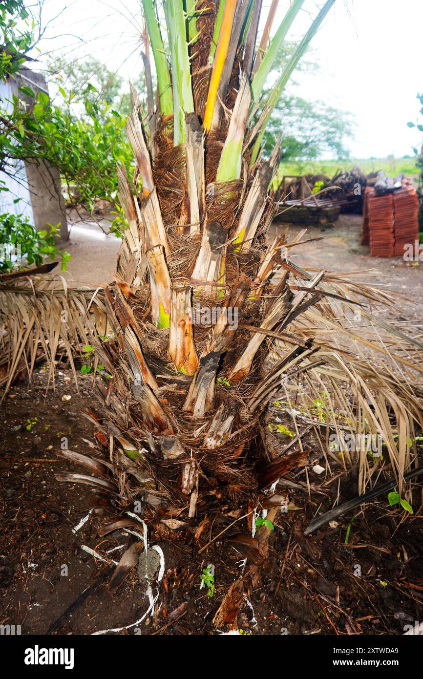 Roots palm tree plantation hi-res stock photography and images - Alamy