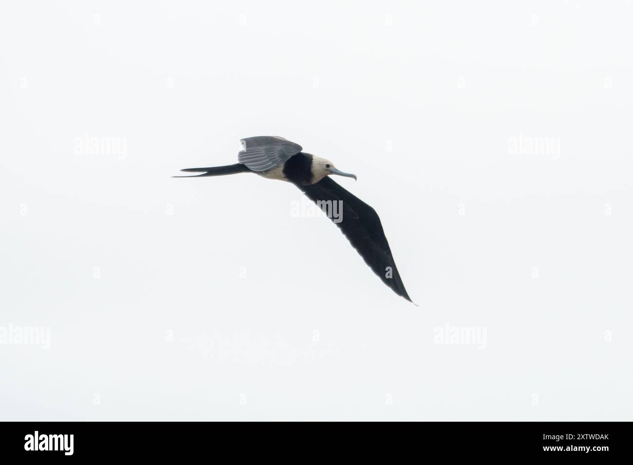 lesser frigatebird (Fregata ariel) at Mumbai, Maharashtra, India Stock Photo - Alamy